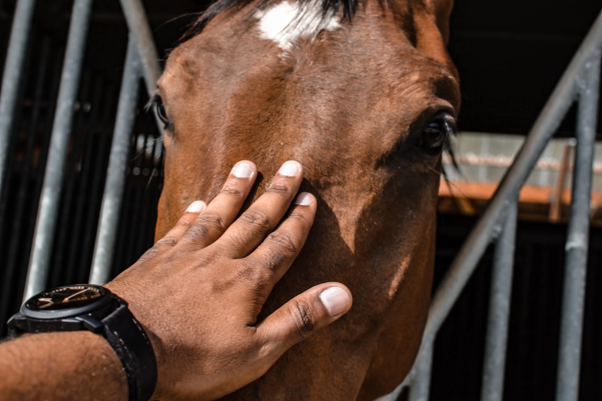 Ultimate Guide For Horse Care Weight Gain Shelter Building Grain ultimate-guide-for-horse-care-weight-gain-shelter-building-grain